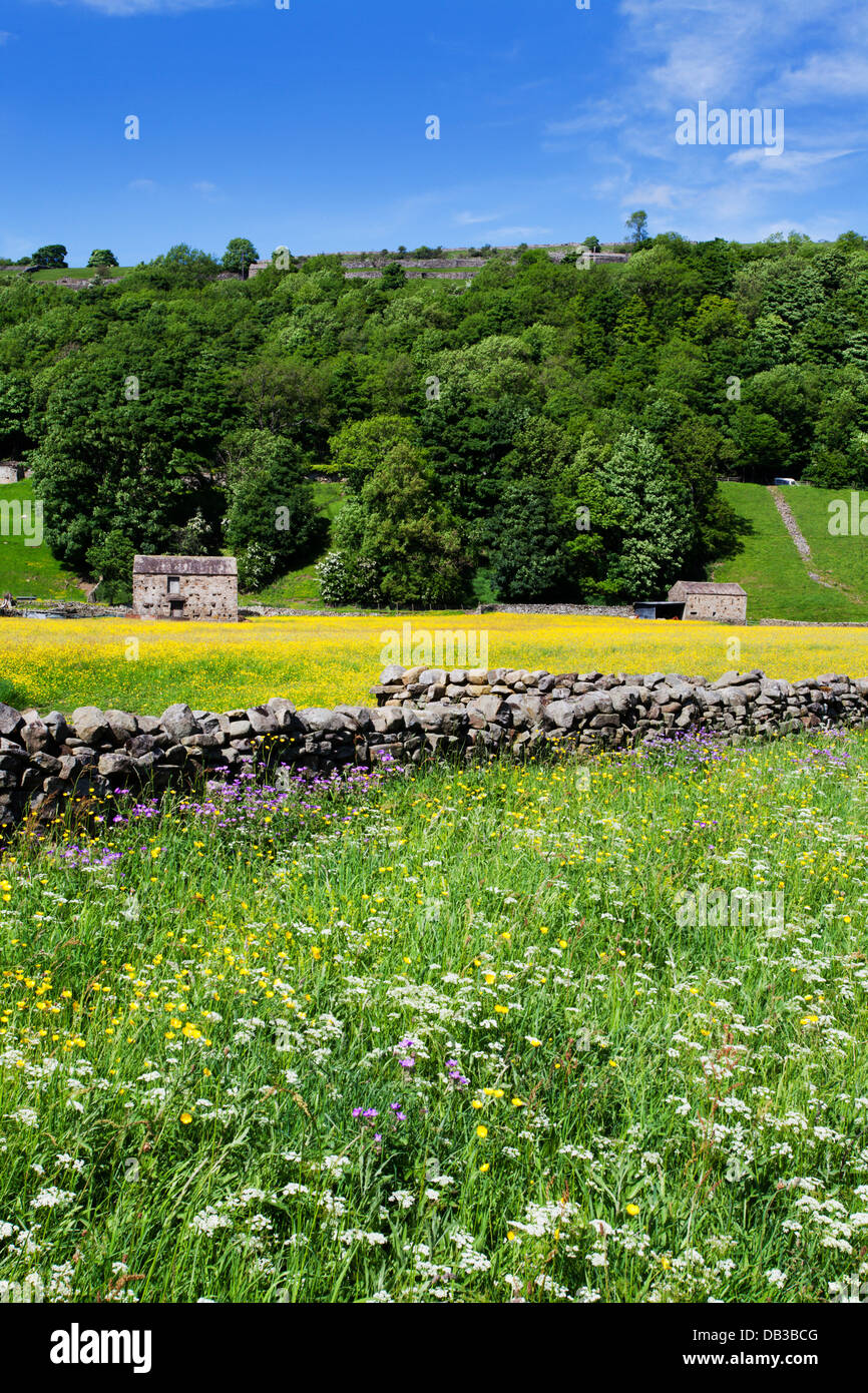 Meadow wildflowers europe hi-res stock photography and images - Alamy