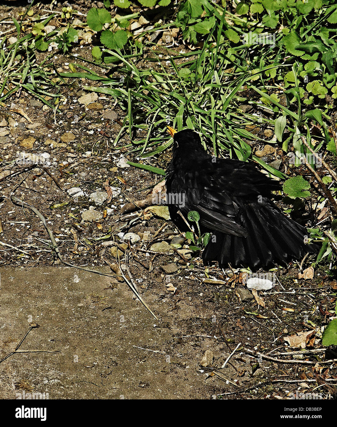 Sunbathing garden hi-res stock photography and images - Alamy