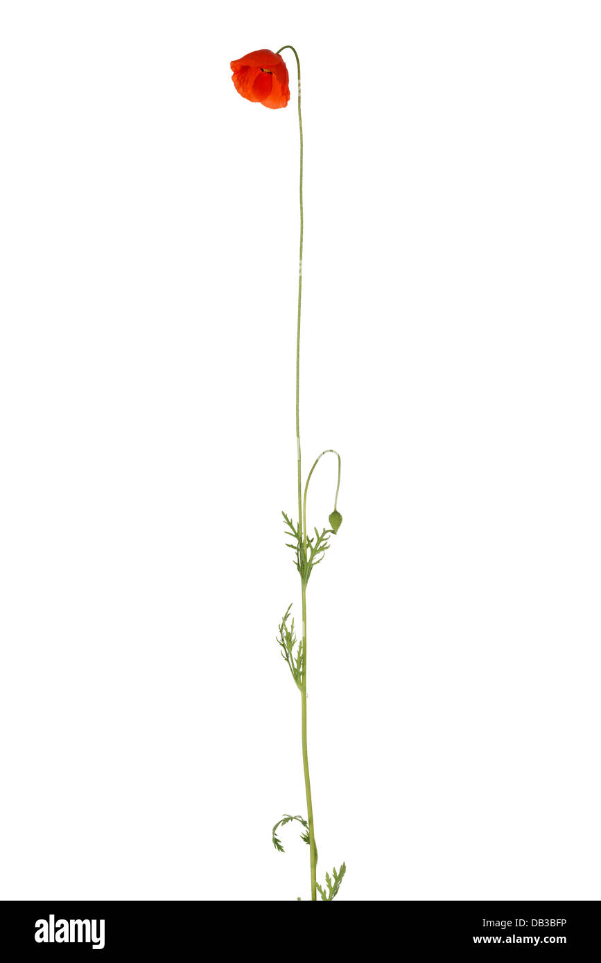 Poppy isolated on white background Stock Photo - Alamy