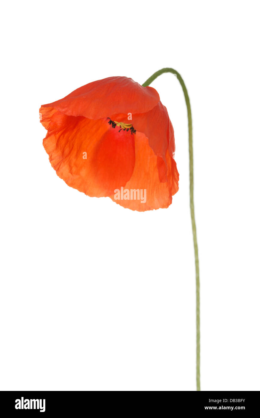 Poppy isolated on white background Stock Photo - Alamy