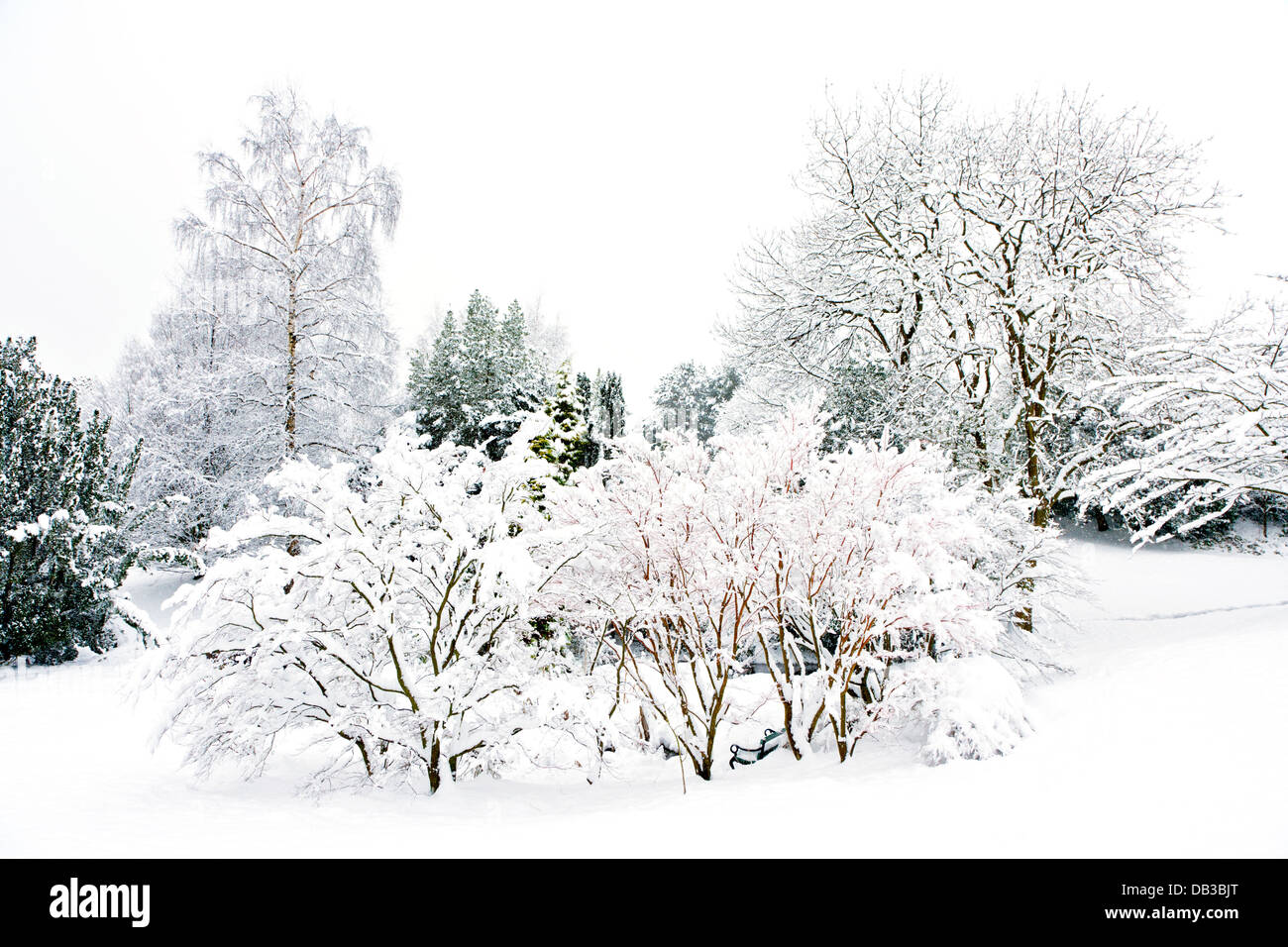 Trees heavily Laden with snow at Howard Park in Glossop;Derbyshire ...