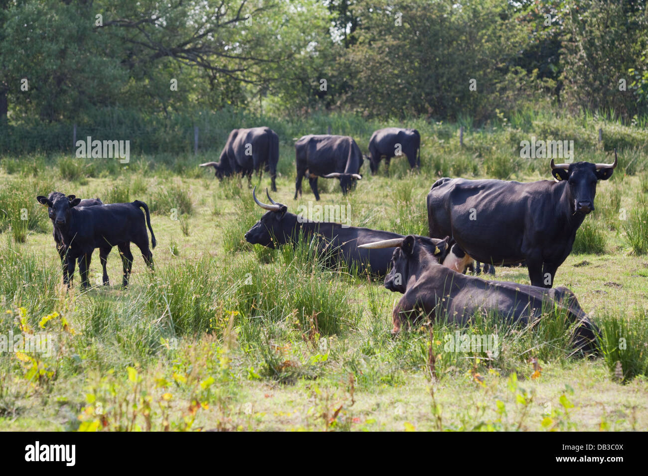 Welsh Black Cattle (Bos taurus). Calves and cows sitting and chewing ...