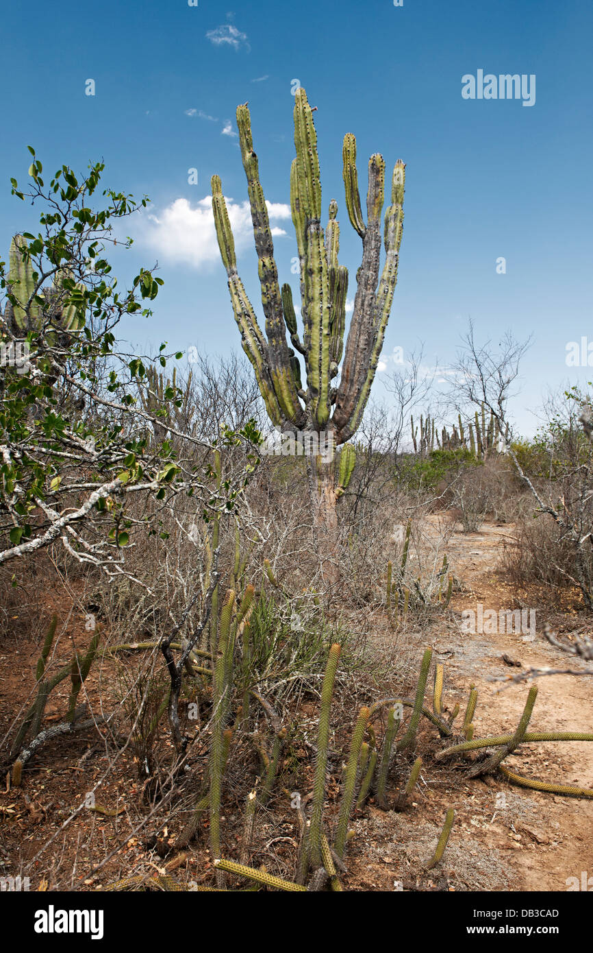 cacti forest near Samaipata, Bolivia, South America Stock Photo - Alamy