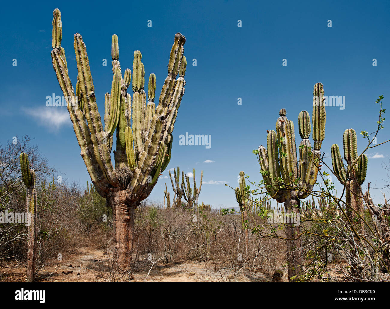 cacti forest near Samaipata, Bolivia, South America Stock Photo - Alamy
