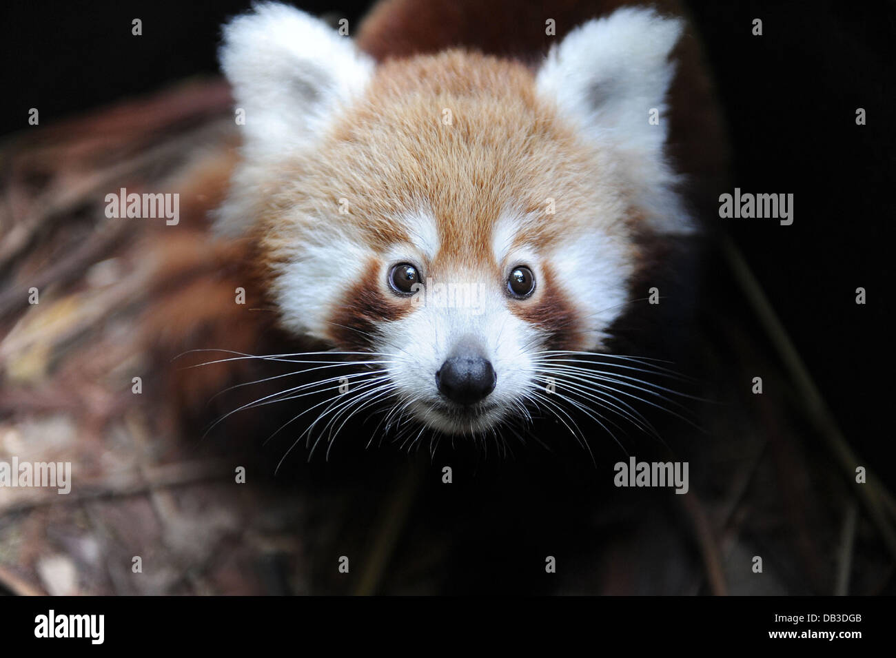 A red panda cub recently born at Sydney's Taronga Zoo lives up to the ...