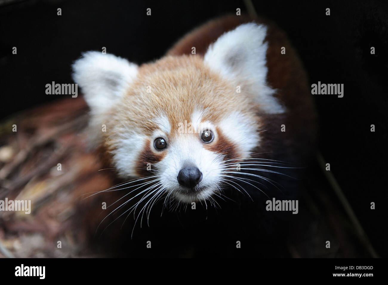 A red panda cub recently born at Sydney's Taronga Zoo lives up to the ...