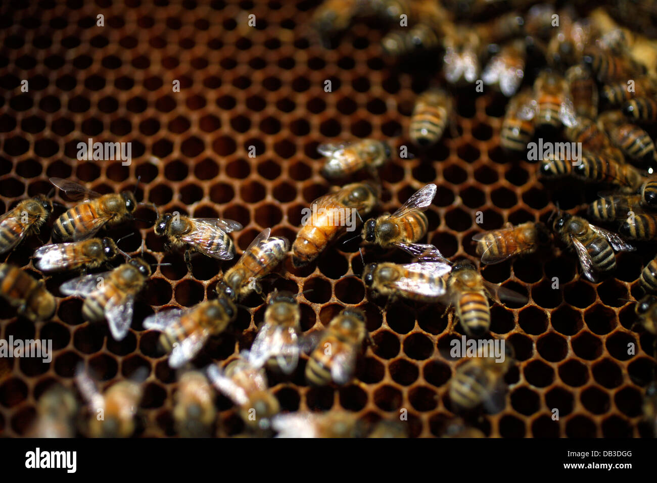 Italian Honey Bee Queen