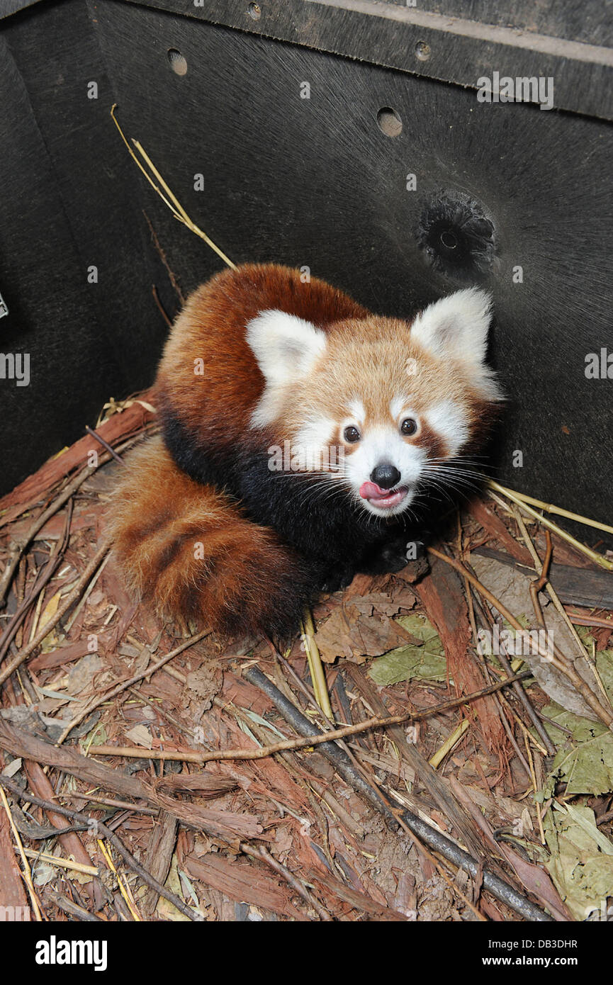 A red panda cub recently born at Sydney's Taronga Zoo lives up to the ...