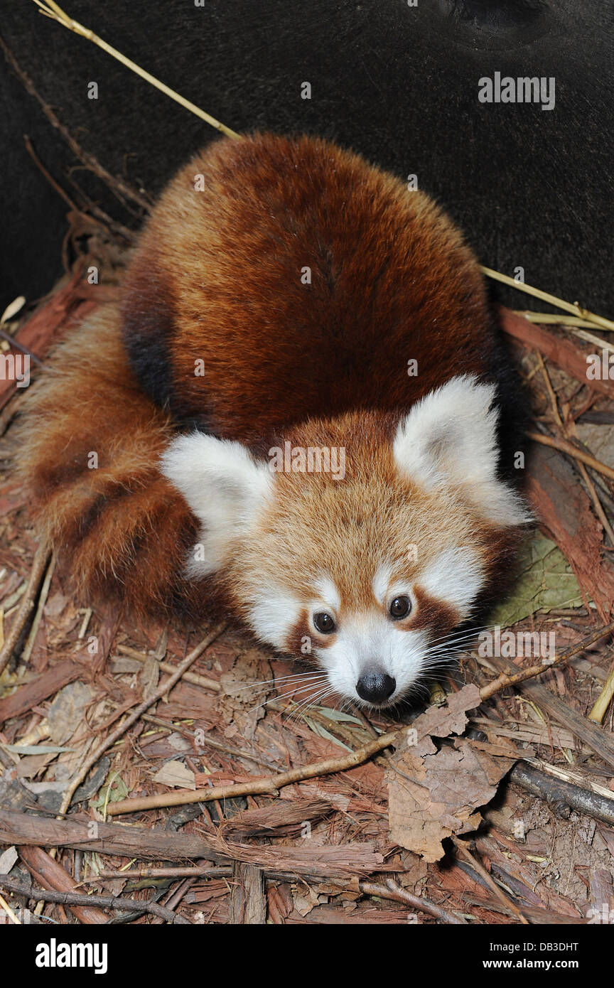 A red panda cub recently born at Sydney's Taronga Zoo lives up to the ...