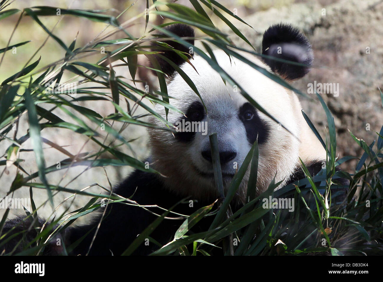 Female panda 'Shin Shin' The first public appearance of two giant ...