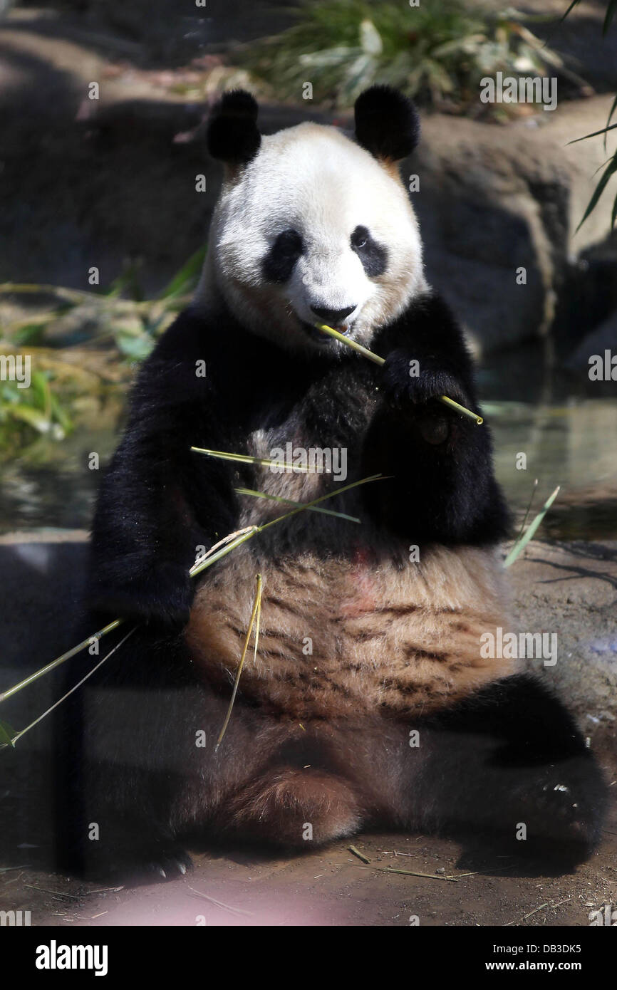 Female panda 'Shin Shin' The first public appearance of two giant ...