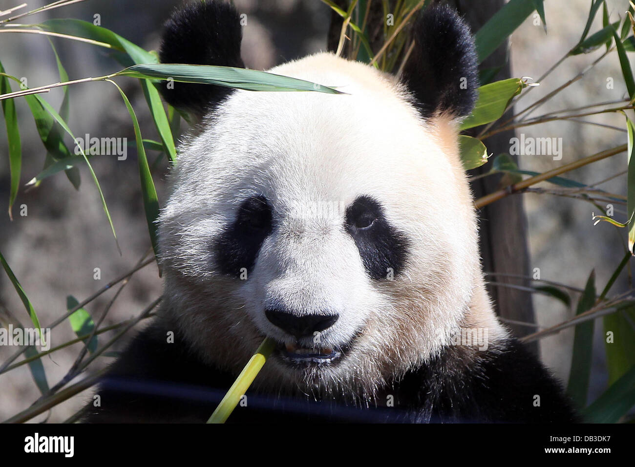 Female panda 'Shin Shin' The first public appearance of two giant ...