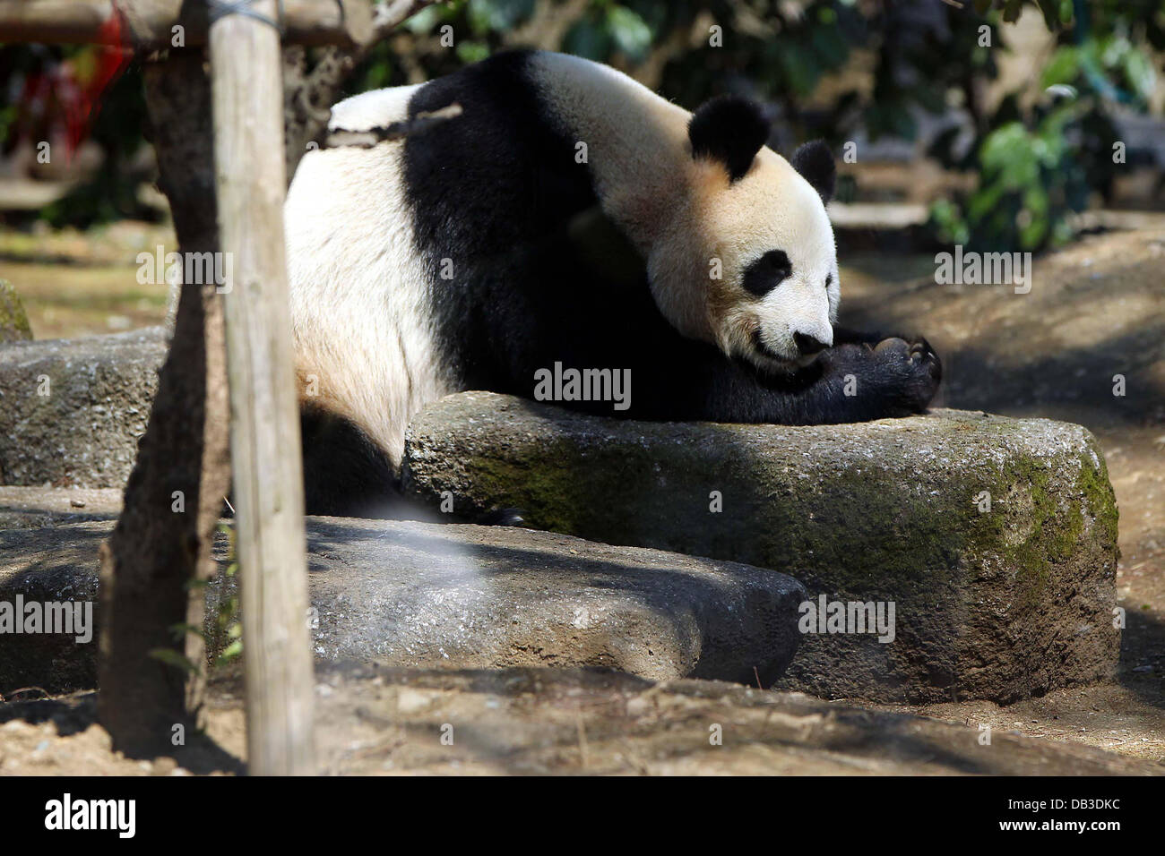 Female panda 'Shin Shin' The first public appearance of two giant ...