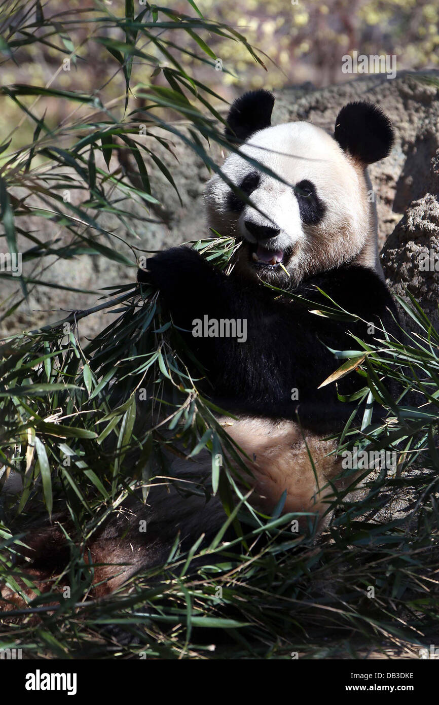 Female panda 'Shin Shin' The first public appearance of two giant ...