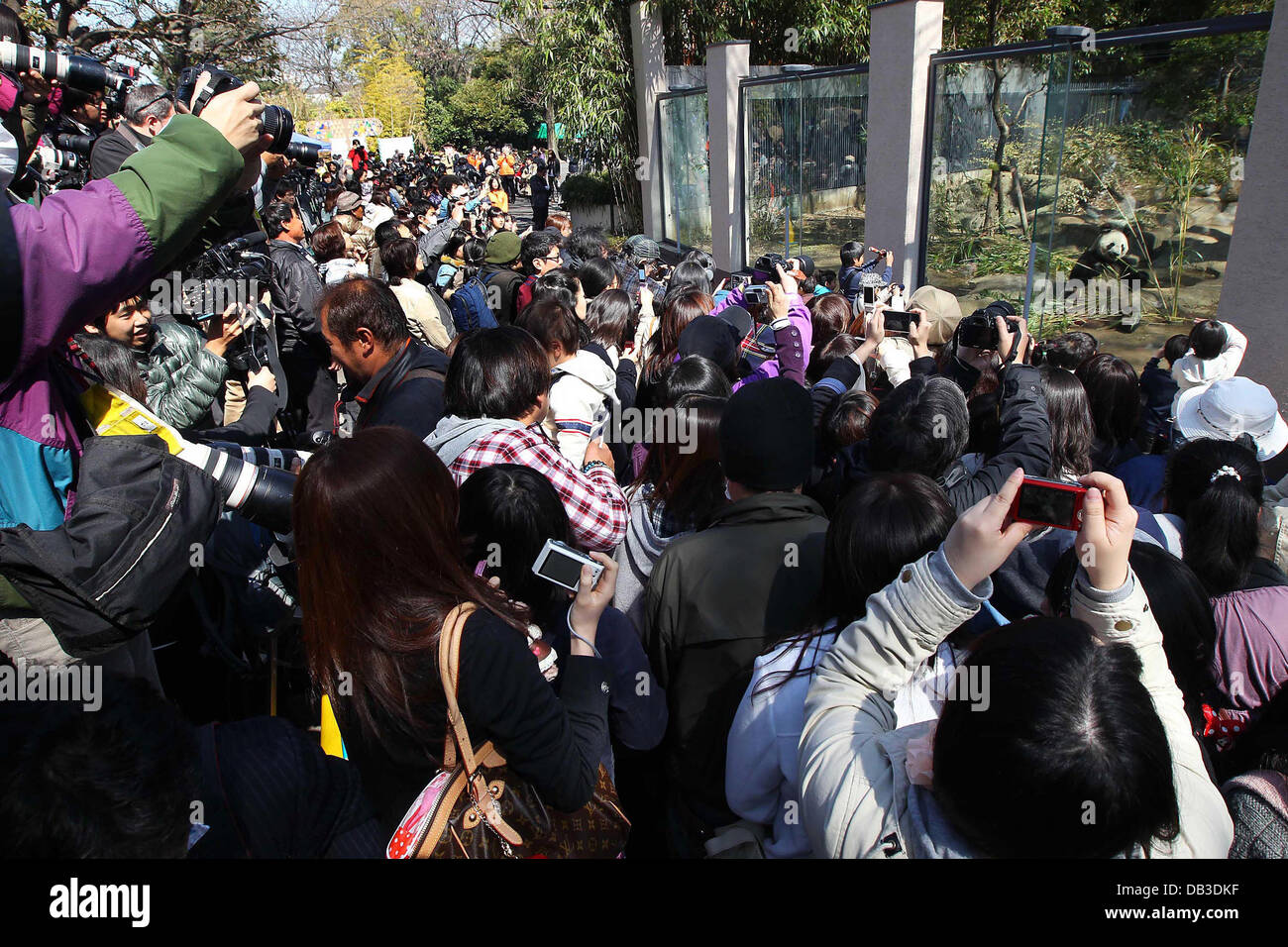 Female panda 'Shin Shin' The first public appearance of two giant ...