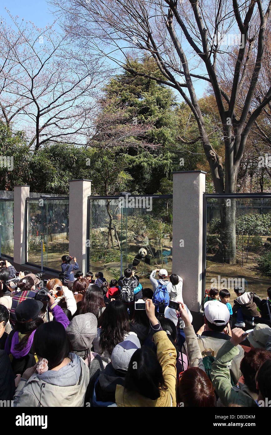 Female panda 'Shin Shin' The first public appearance of two giant ...
