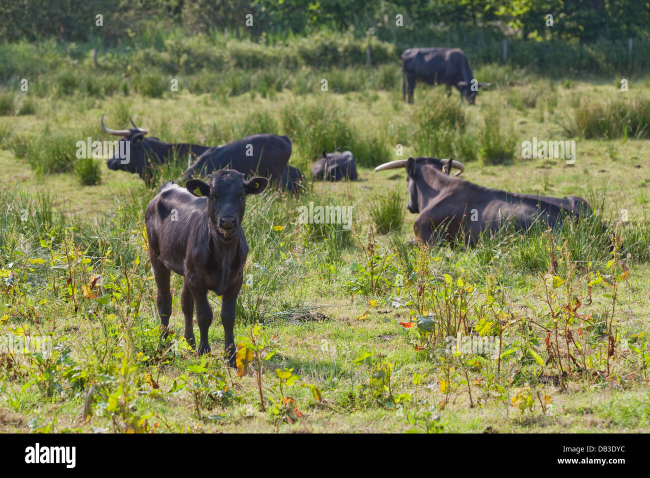 Welsh Black Cattle (Bos taurus). Calves and cows sitting and chewing ...