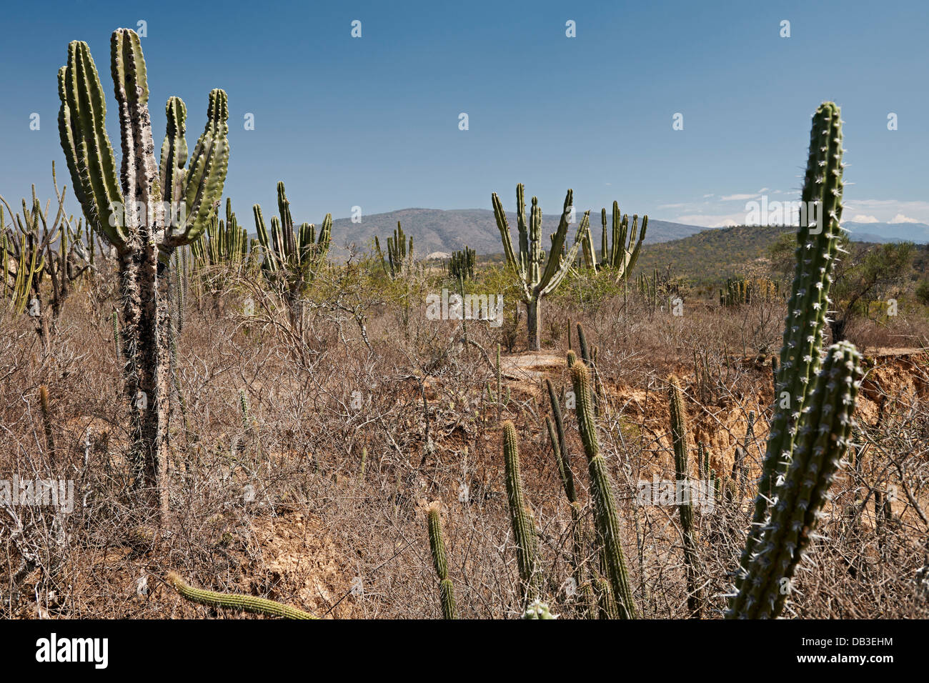 Cacti forest hi-res stock photography and images - Alamy