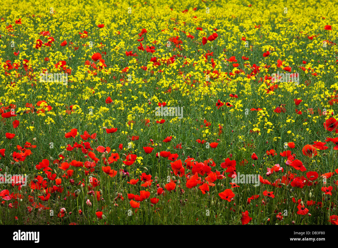 Poppies in an Oilseed Rape Field near North Stainley Ripon North ...