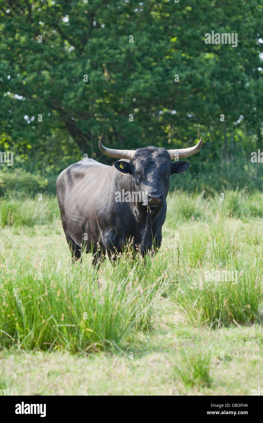 Native Bull Breeds High Resolution Stock Photography and Images - Alamy