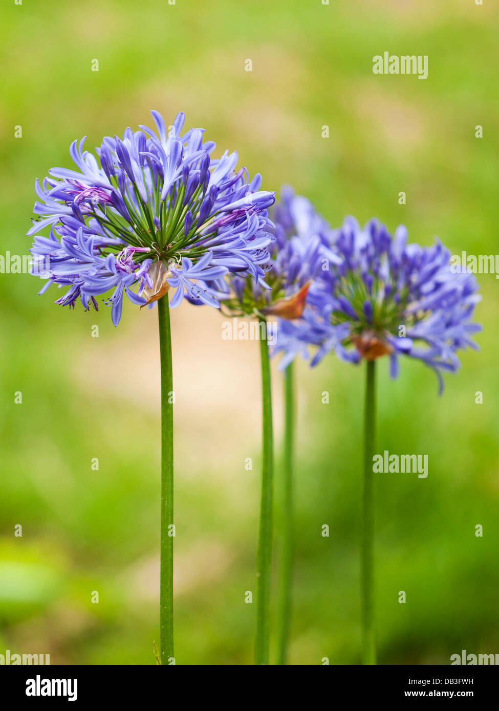 Azores flower hi-res stock photography and images - Alamy