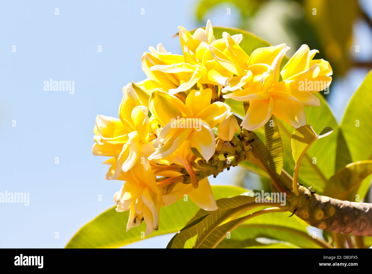 Frangipani flower hi-res stock photography and images - Alamy