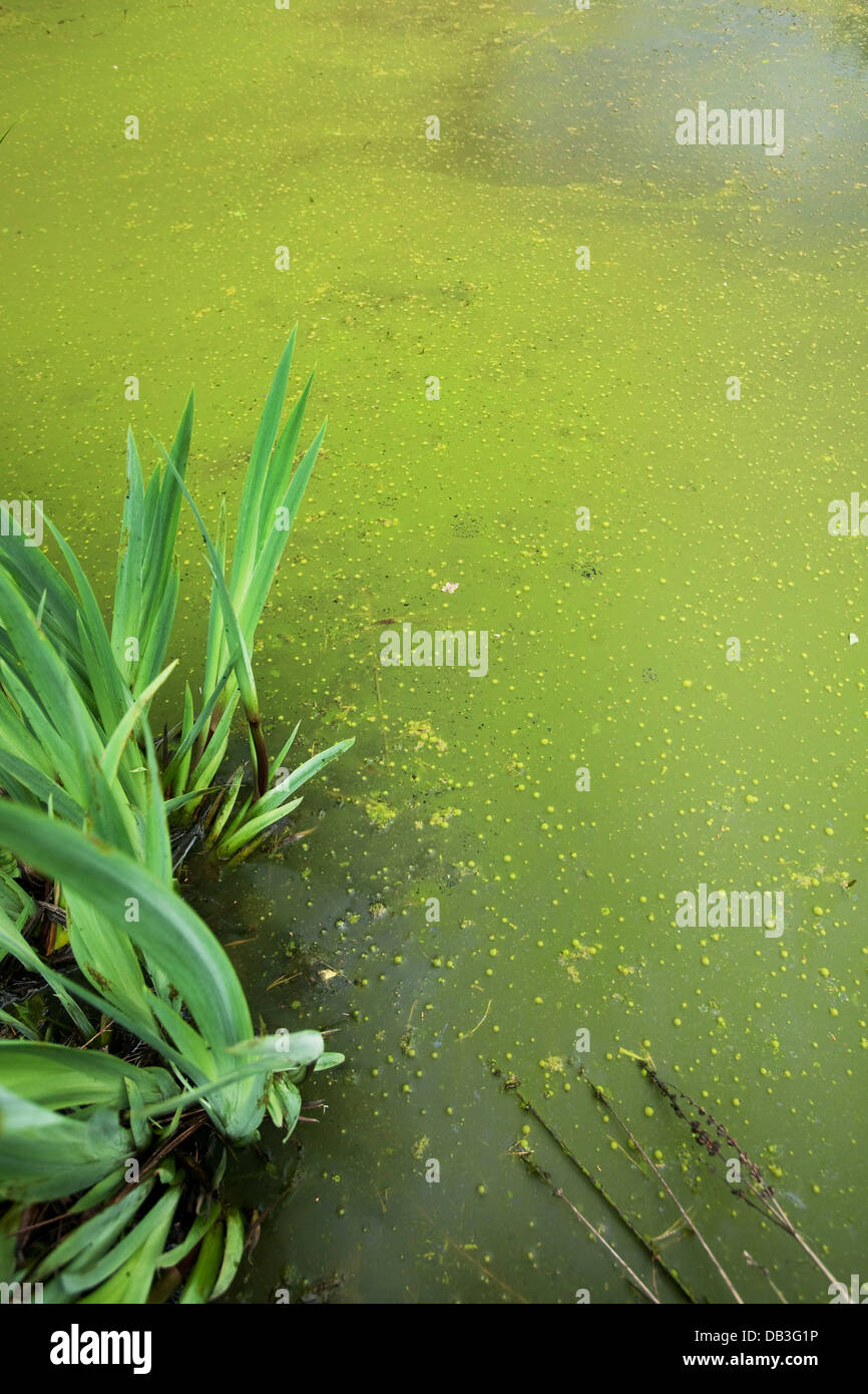 Eutrophication hi-res stock photography and images - Alamy