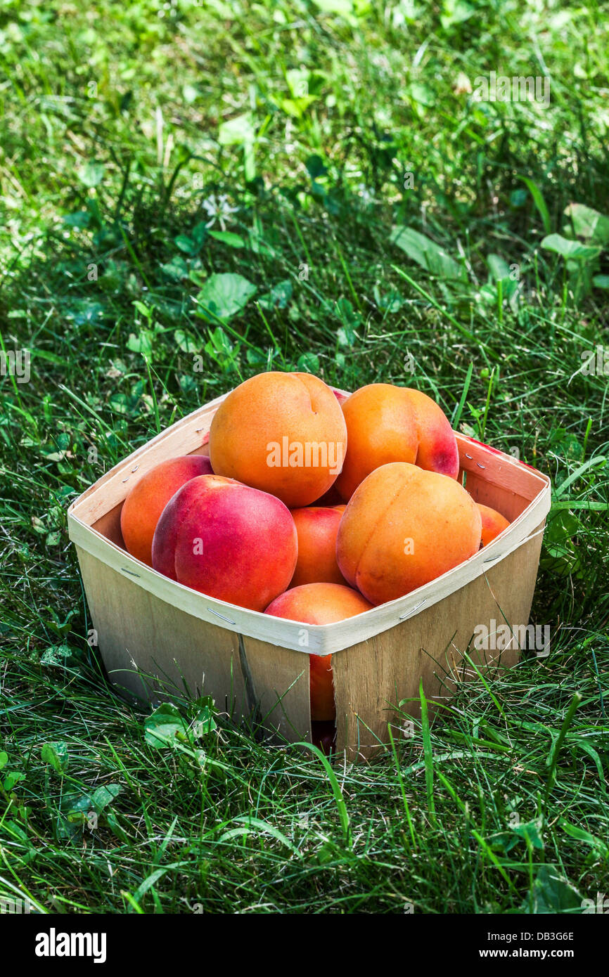 Apricot inside wooden basket Stock Photo - Alamy