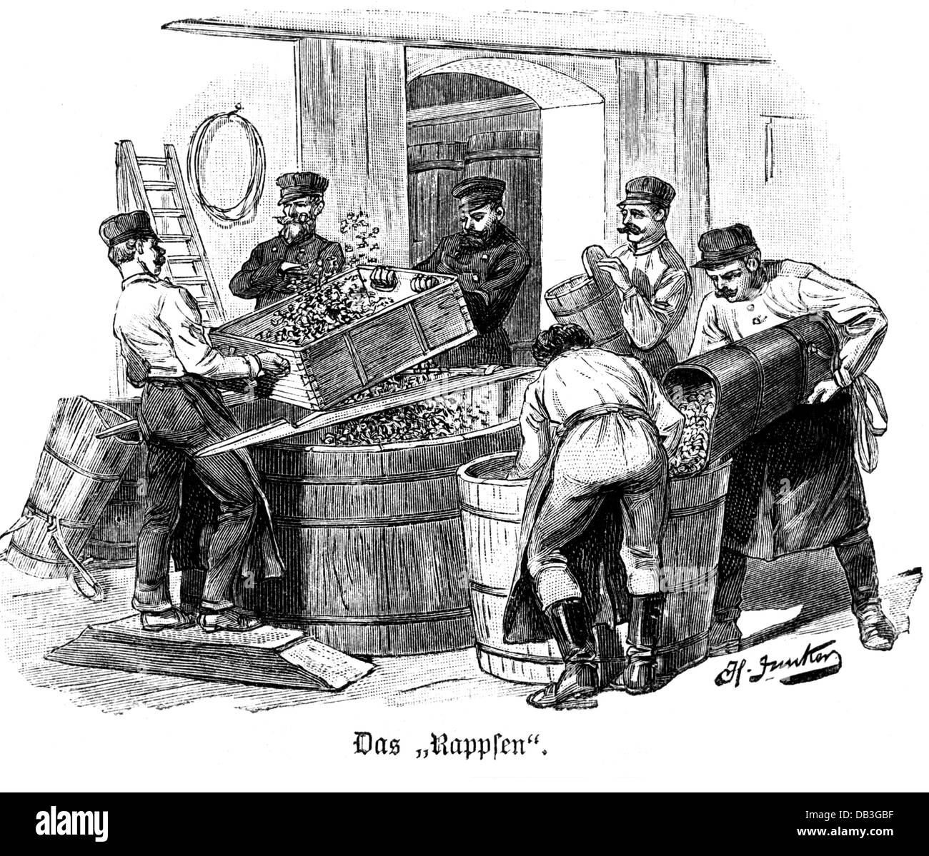 agriculture, winegrowing, processing, desteming the grapes, removing ...