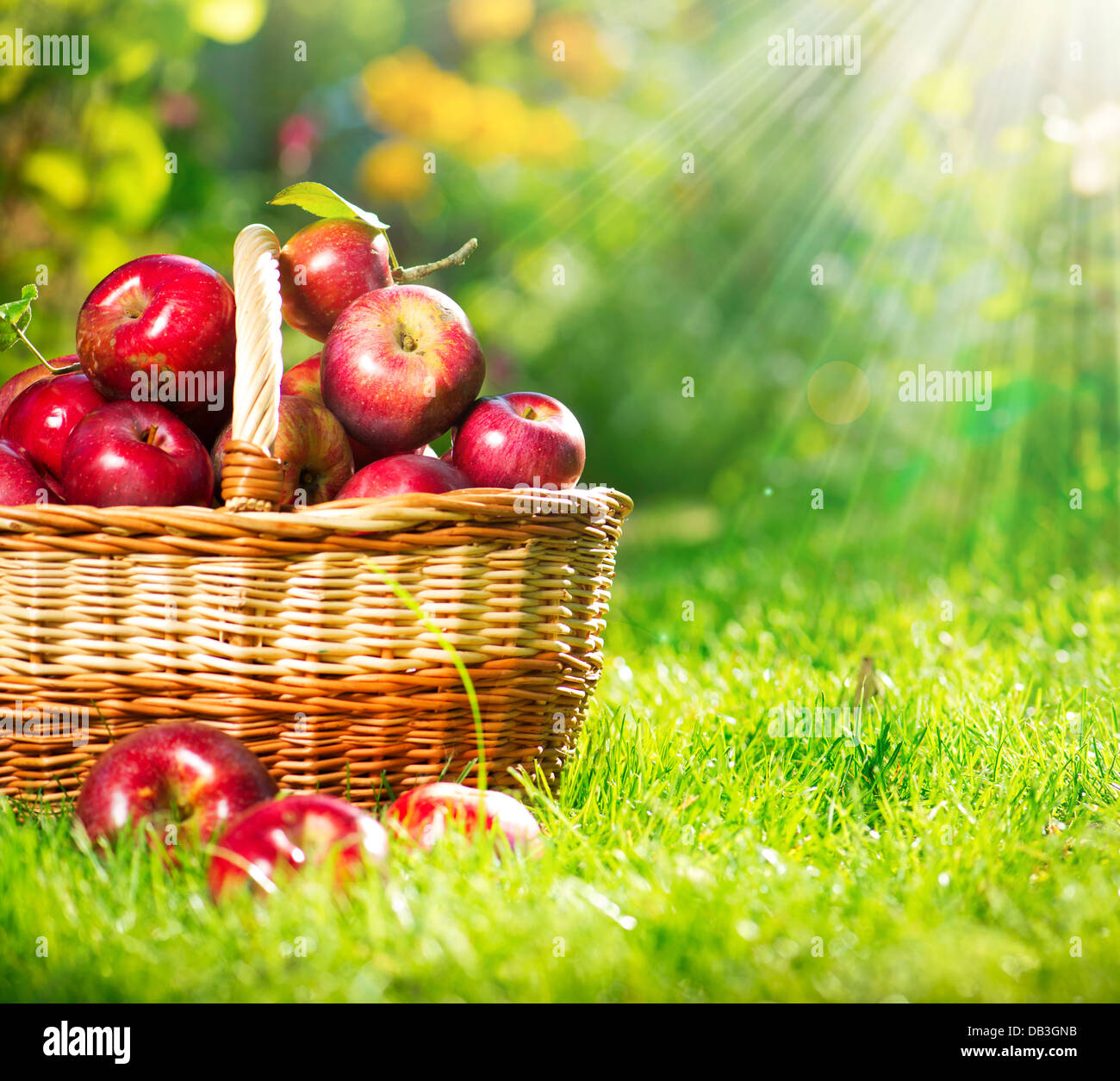 Organic Apples in the Basket. Orchard. Garden Stock Photo - Alamy