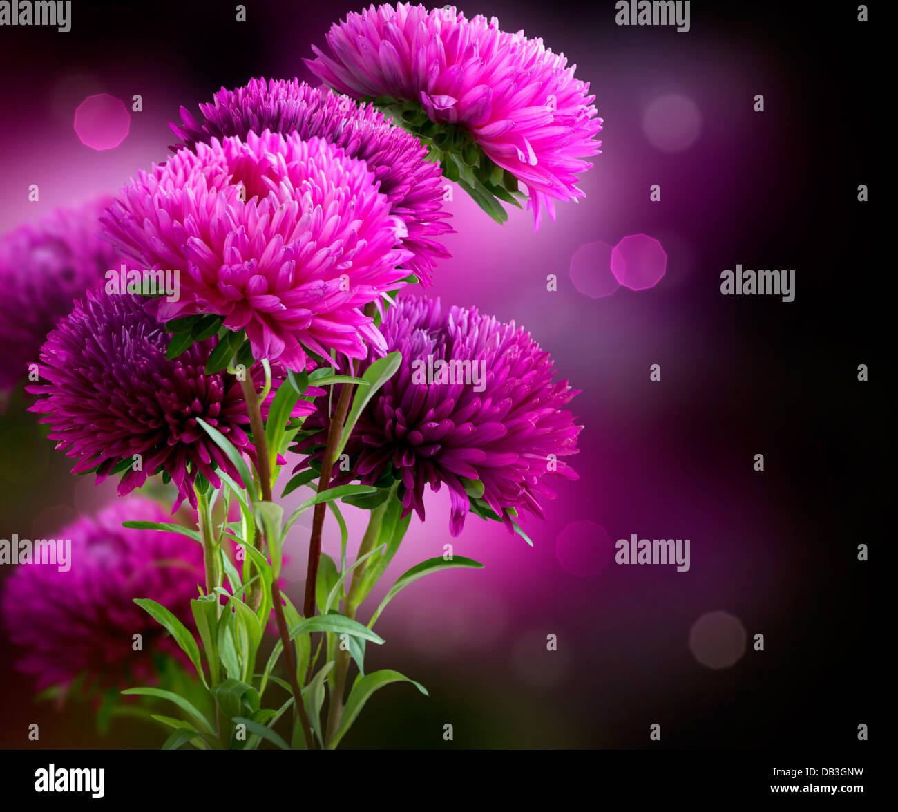 Dark purple asters hi-res stock photography and images - Alamy