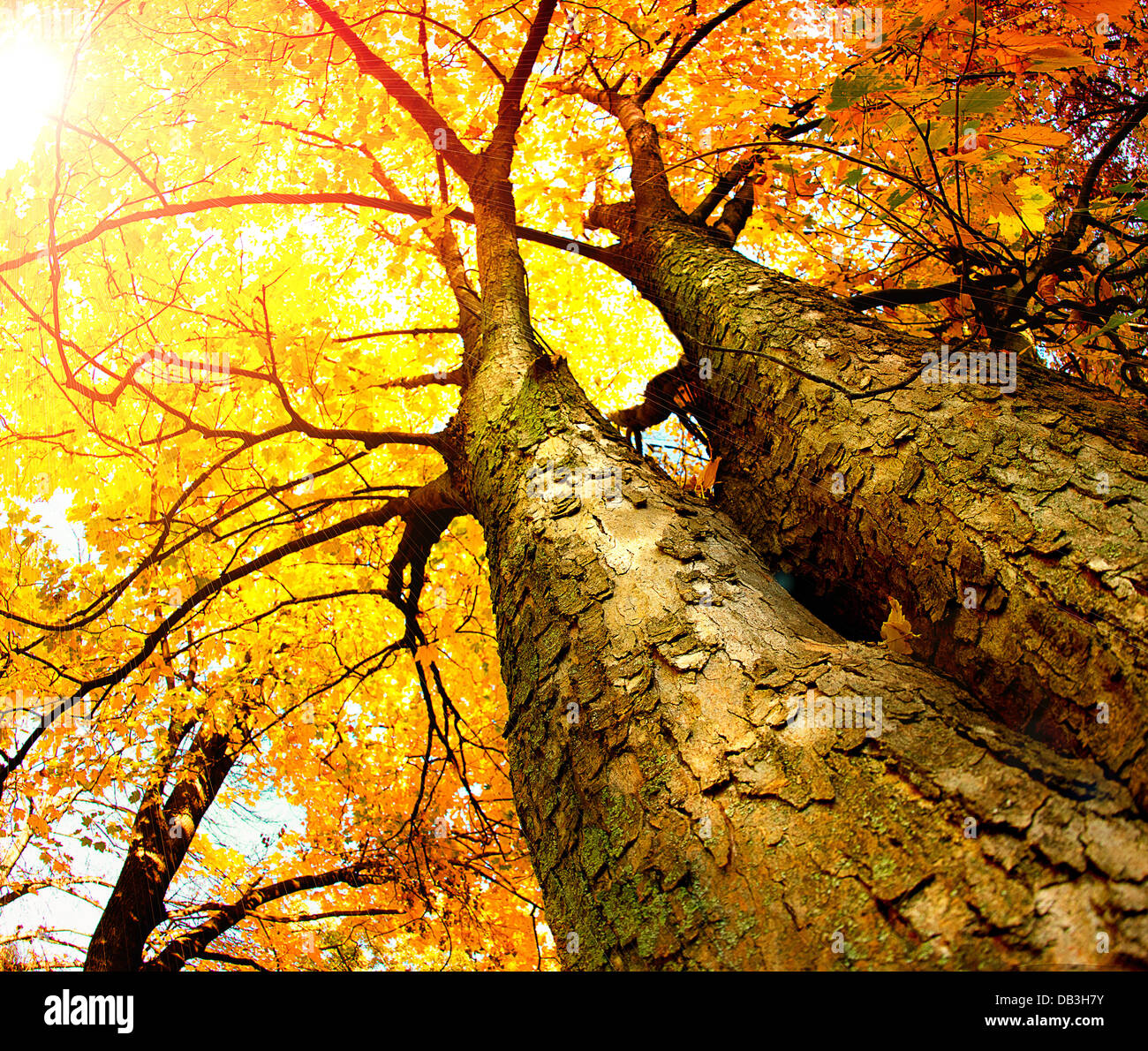 Autumn Trees. Fall Stock Photo - Alamy