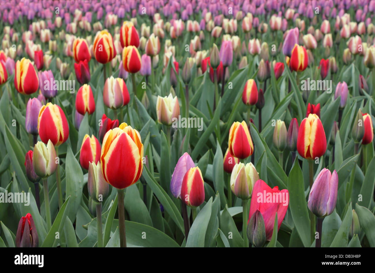 Tulips at keukenhof gardens hi-res stock photography and images - Alamy