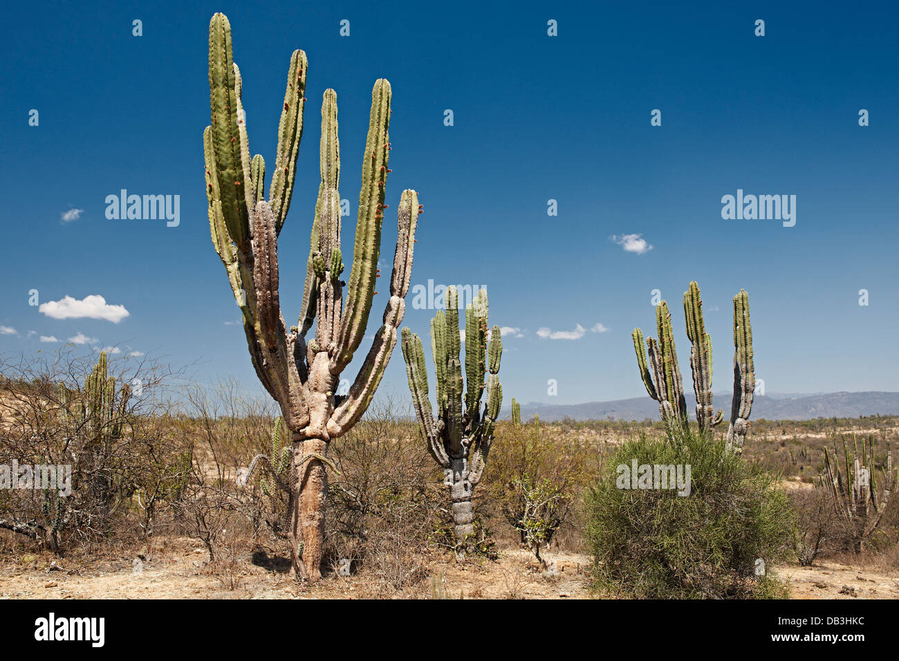 cacti forest near Samaipata, Bolivia, South America Stock Photo - Alamy