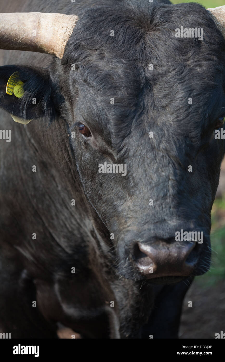 Welsh cattle bos taurus head hi-res stock photography and images - Alamy
