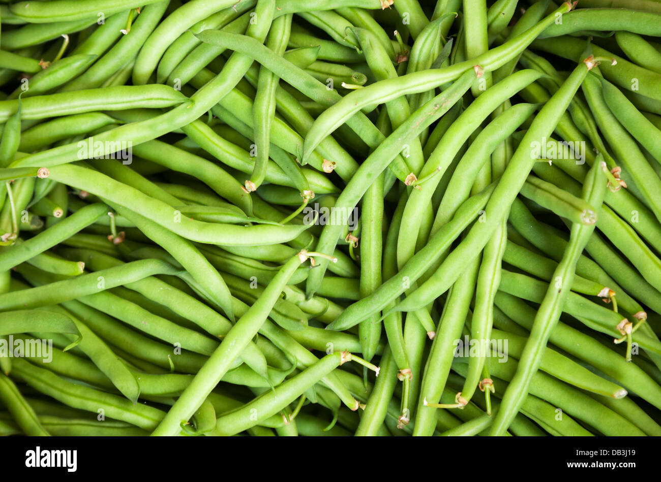 French bean plant hi-res stock photography and images - Alamy