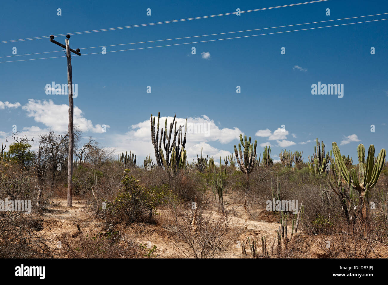 cacti forest near Samaipata, Bolivia, South America Stock Photo - Alamy