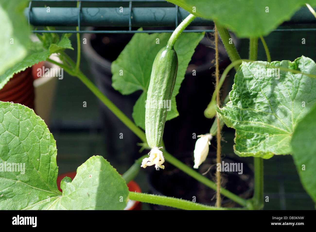 Cucumber farm england hi-res stock photography and images - Alamy