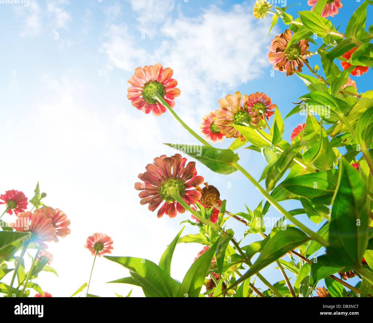 Flowers Over Blue Sky. Zinnia flower. Autumn Flowers Stock Photo - Alamy