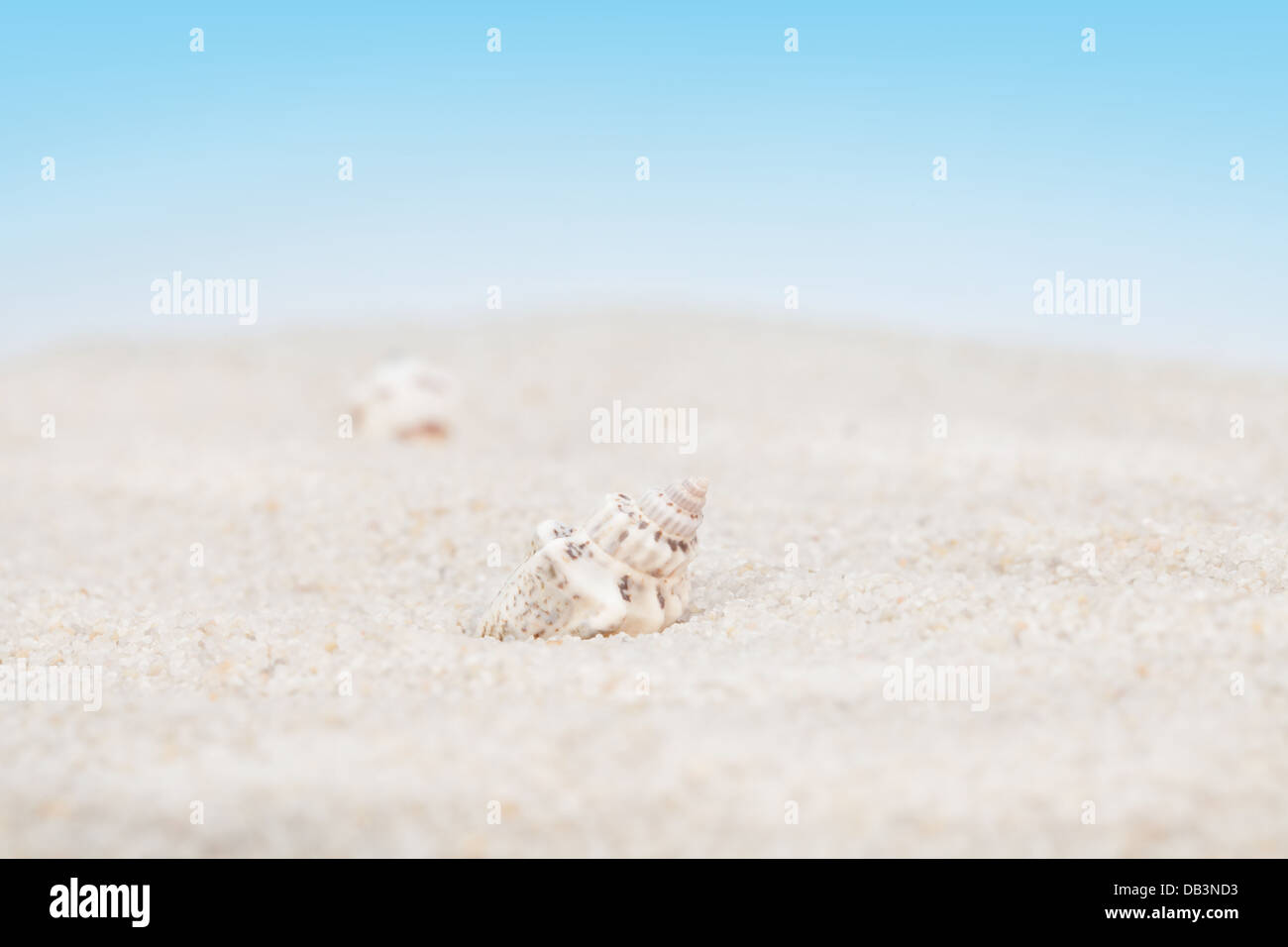Close up shot of seashell with blue gradient background Stock Photo - Alamy
