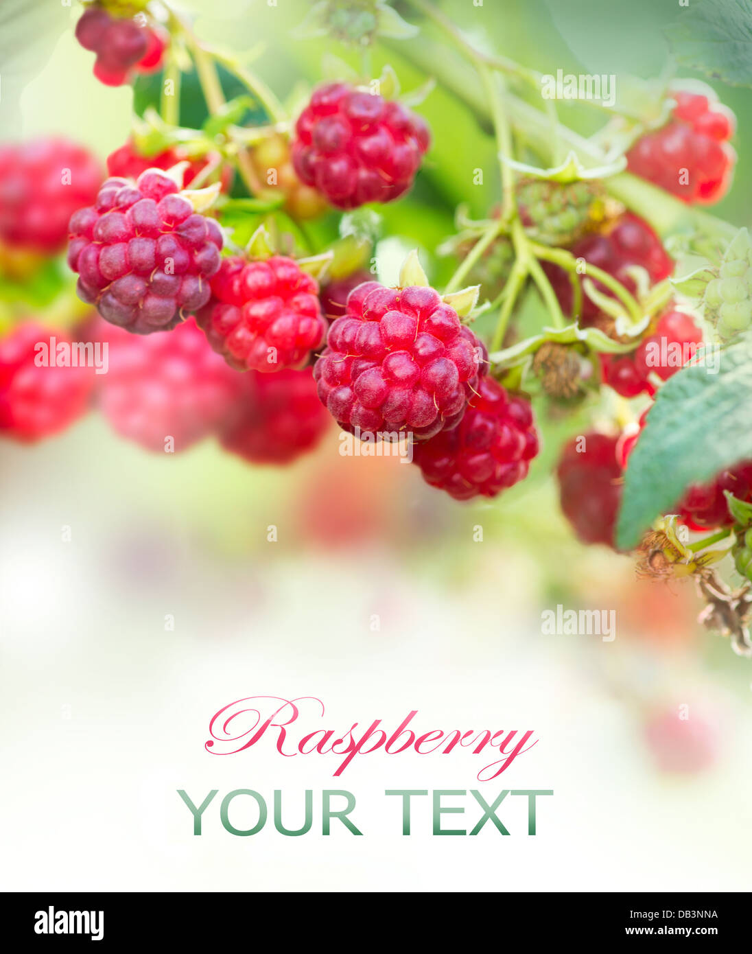 Raspberry. Growing Organic Berries Art Design Stock Photo - Alamy