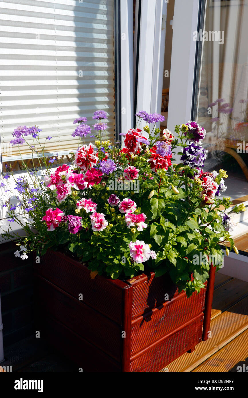 Uk garden summer containers hi-res stock photography and images - Alamy