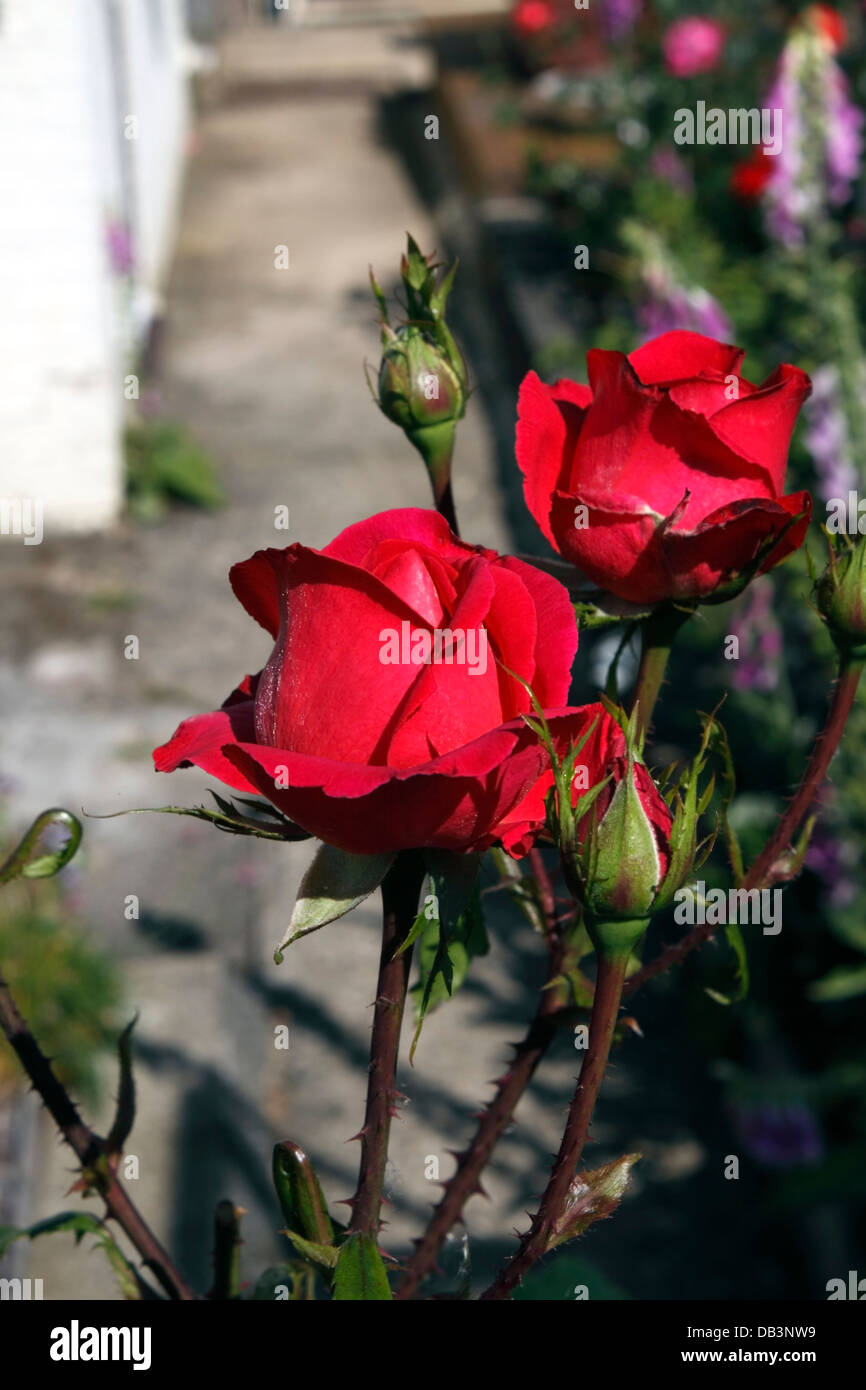 ROSA MY DAD. RED ROSE BUDS Stock Photo - Alamy