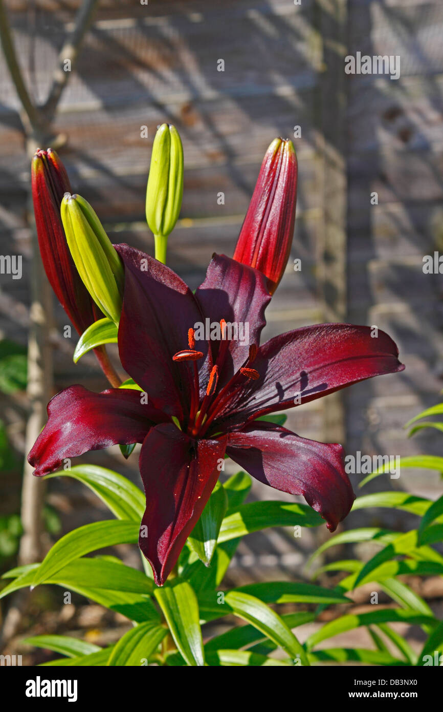 LILIUM MAPIRA. LILY Stock Photo - Alamy