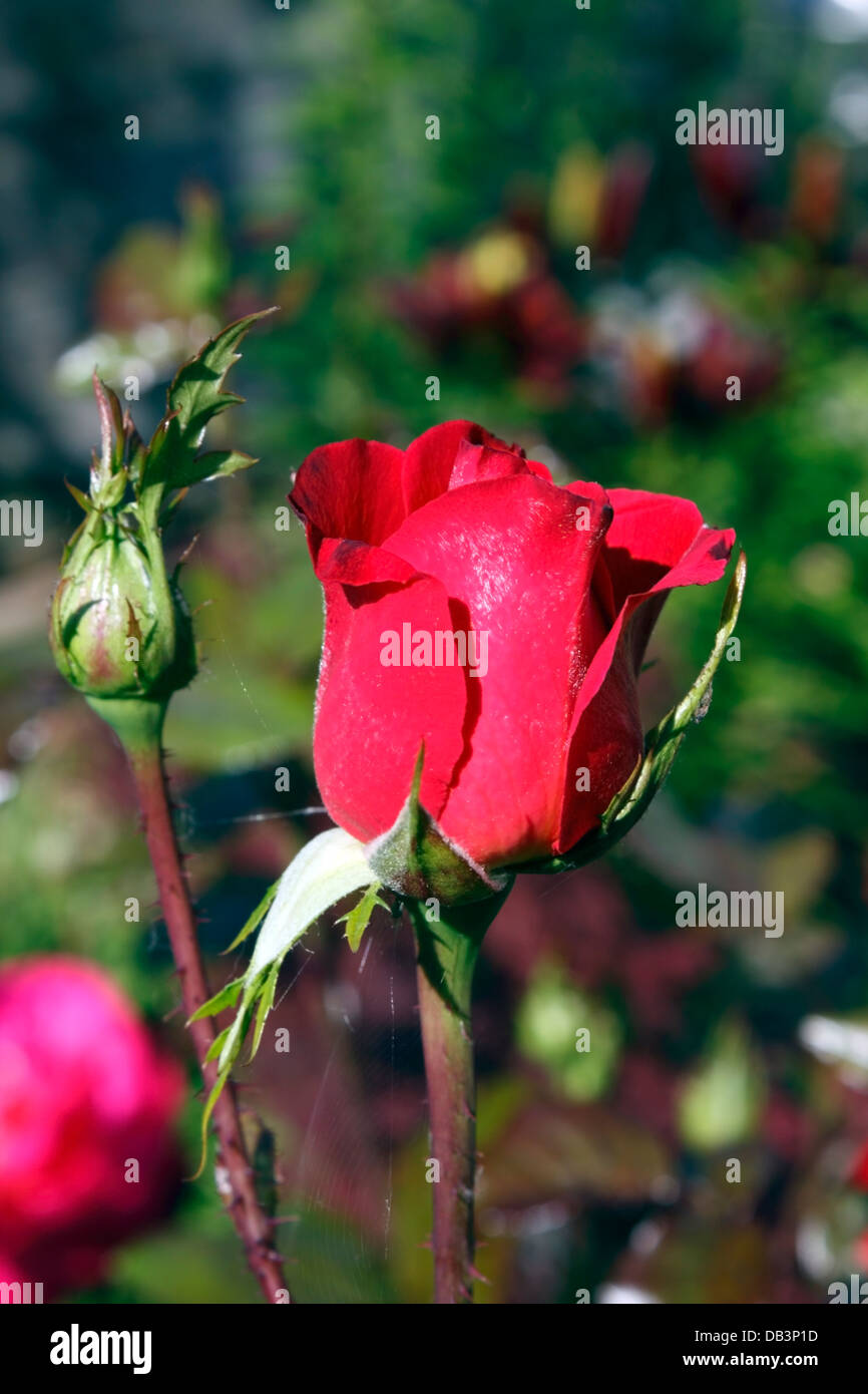 Opening red rose flower hi-res stock photography and images - Alamy