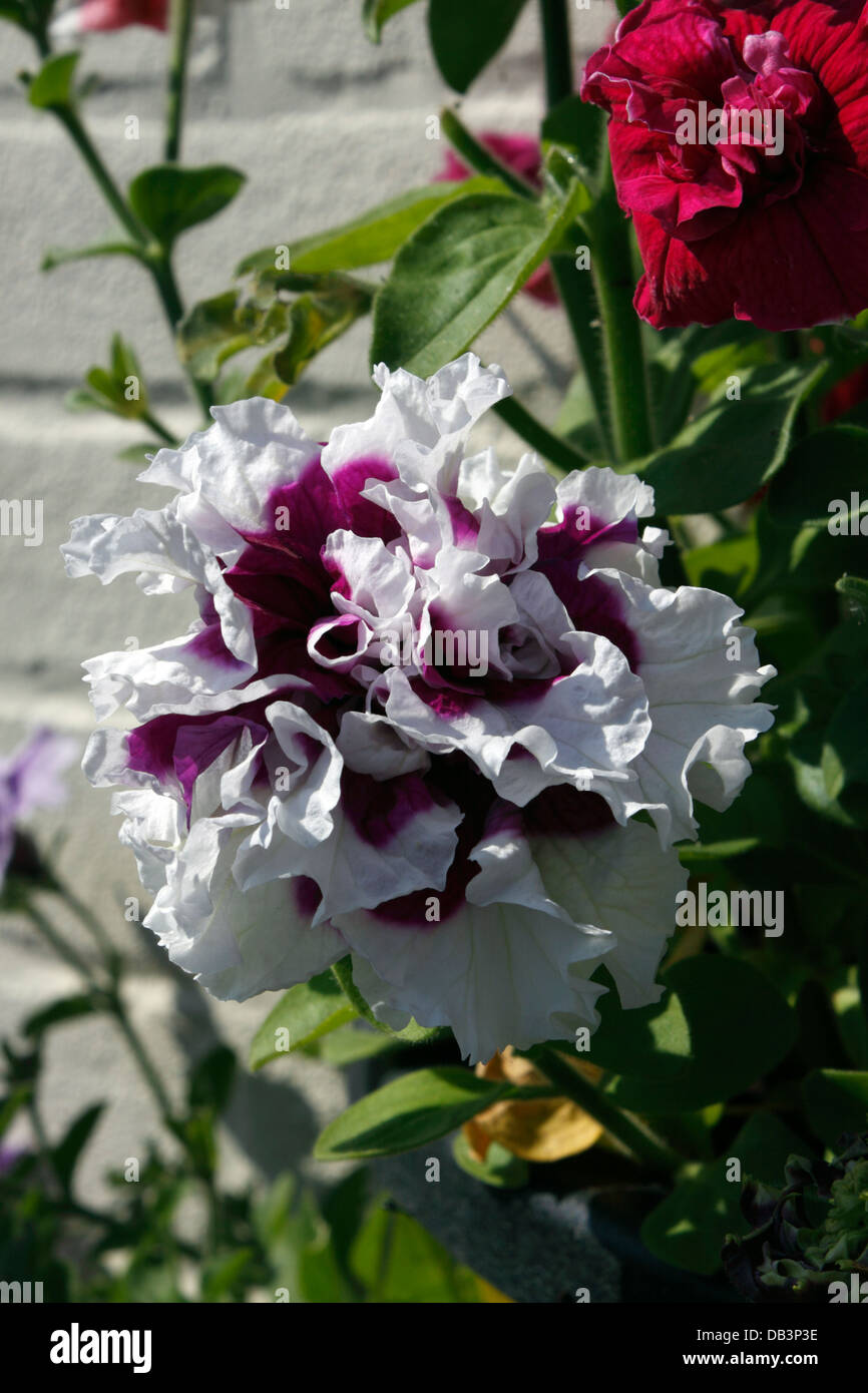 PETUNIA. PICOTEE. ORCHID VARIETY Stock Photo - Alamy