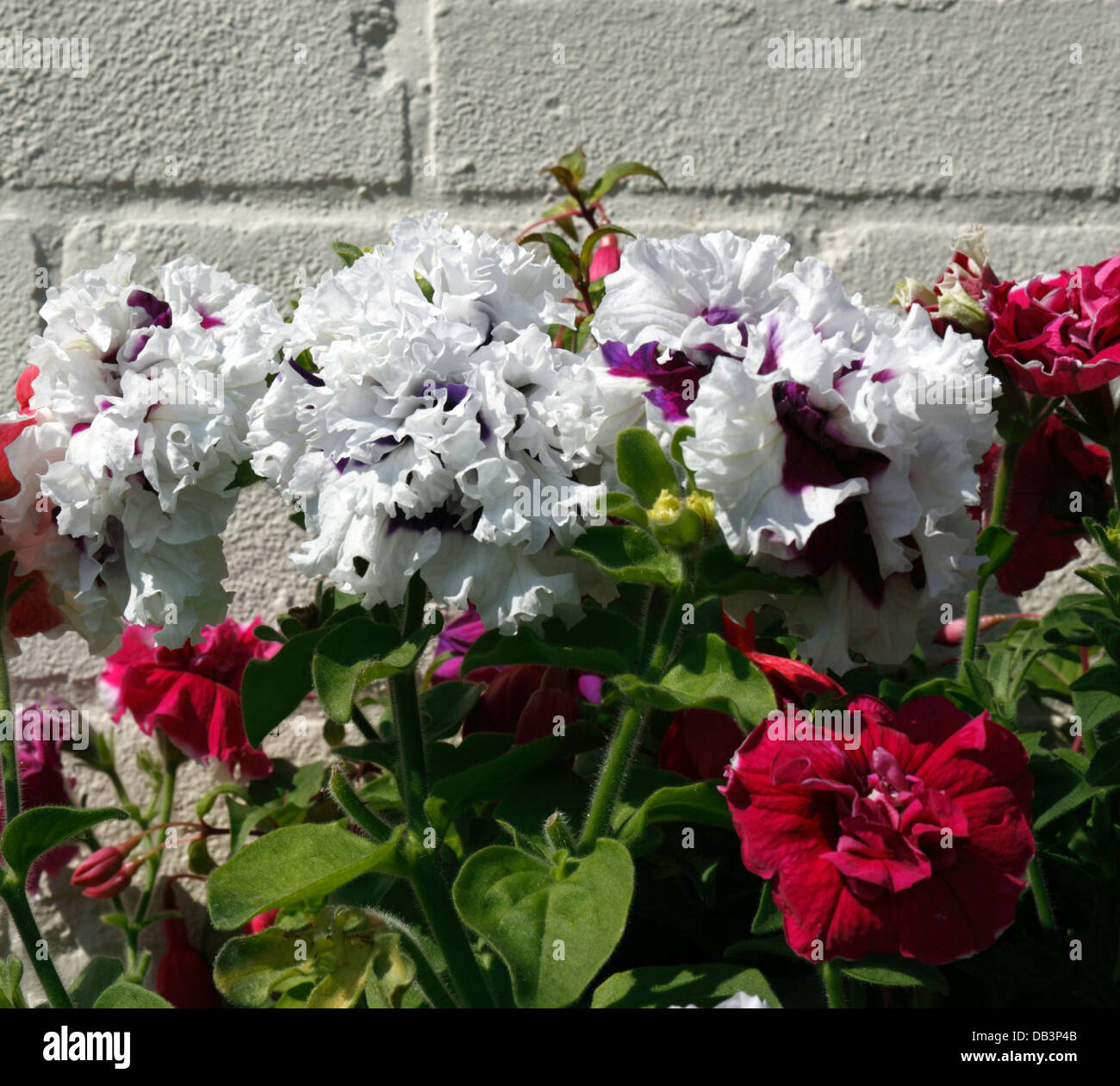 Picotee hi-res stock photography and images - Alamy