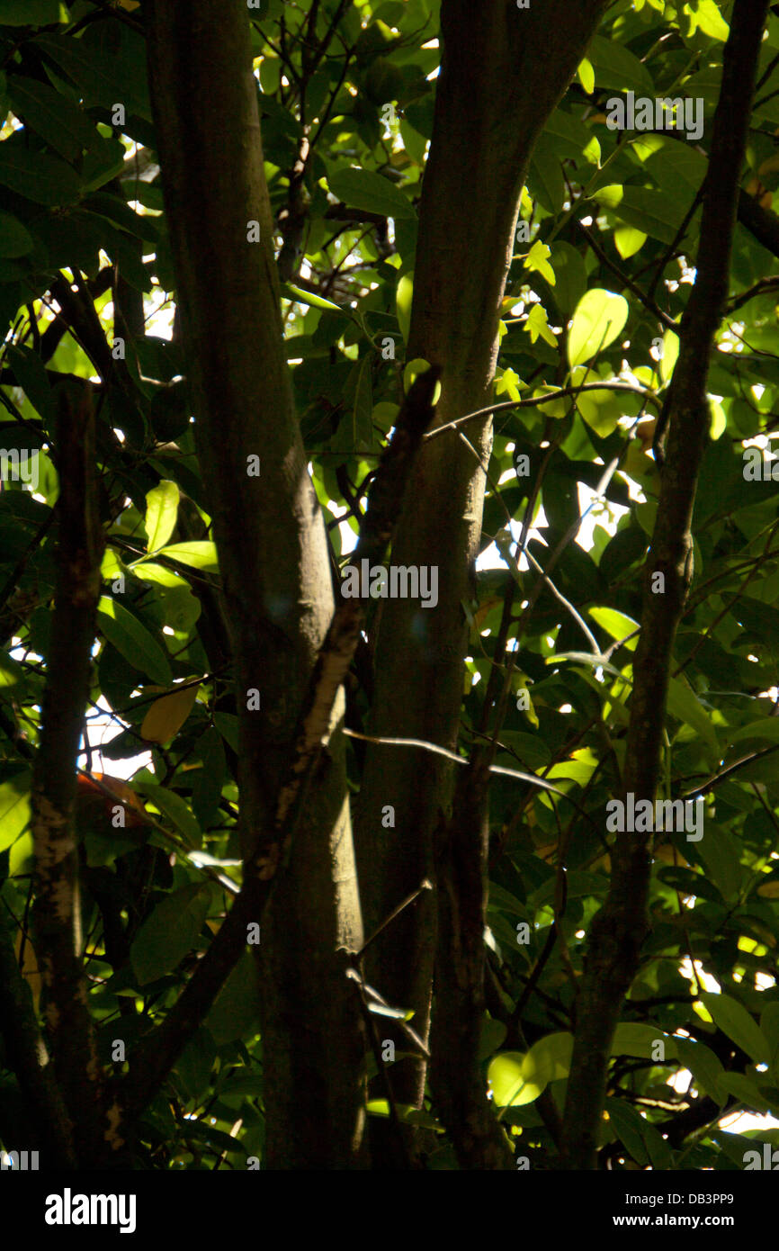 Dance of light through the trees onto the driveway of the Bereleigh ...