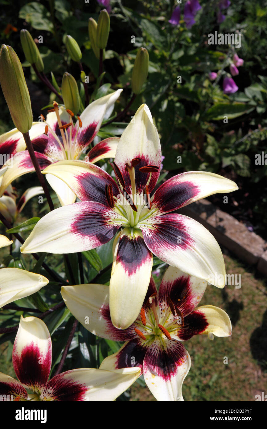 LILIUM PATRICIAS PRIDE. LILY Stock Photo - Alamy