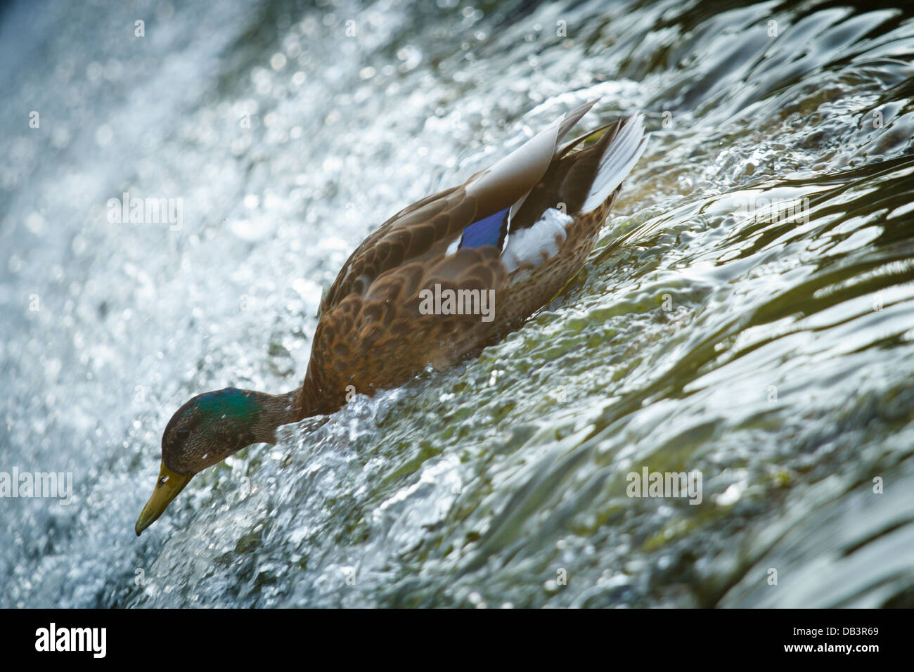 Male mallard duck jump off a small waterfall into the water Stock Photo ...